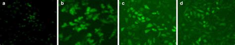 Intracellular ROS Levels Was Assayed After SGC 7901 Cells A Were
