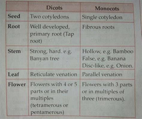 What Are The Differences Between Monocot And Dicot Plants Infoupdate Org