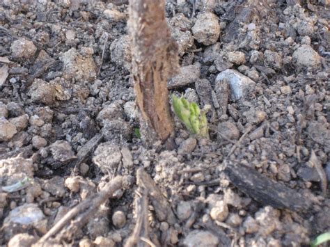 Andrew S Homebrew Log Raspberry Crop 2016