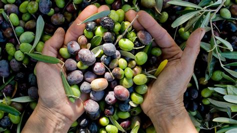 Whats The Difference Between Black Olives And Green Olives