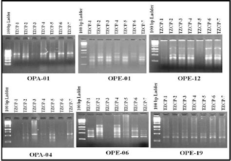 Rapd Profiling Among 7 Chickpea Genotypes Download Scientific Diagram