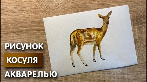 Как нарисовать косулю карандашом и акварелью начинающим Рисунок для