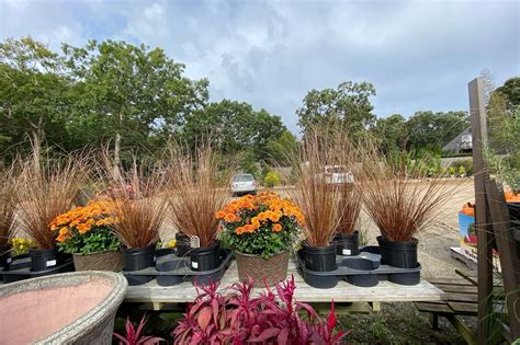 Red Ornamental Grasses