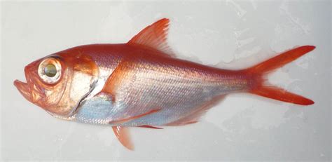 キンメダイ20131118 Web魚図鑑