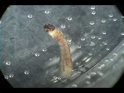 アシマダラブユ Simulium japonicum YouTube