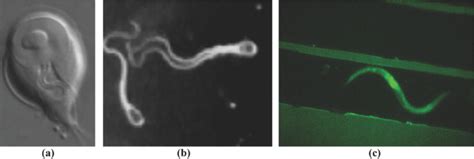 An Actuated Elastic Sheet Interacting With Passive And Active Structures In A Viscoelastic Fluid
