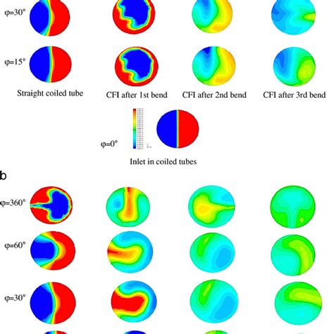 Fully Developed Dean Vortices For Fluid With Re 15 At Outlet Of A