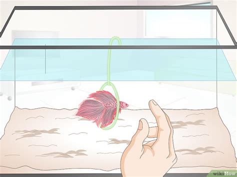 Como Cuidar De Um Peixe Betta Com Imagens Wikihow
