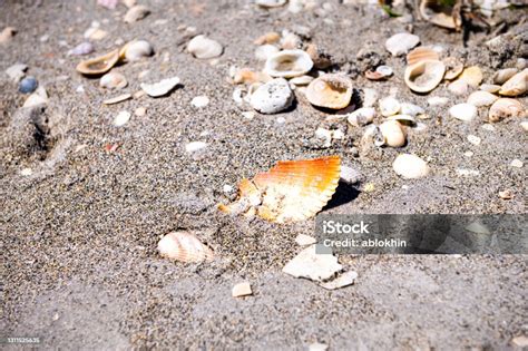 멕시코 만 모래 해안에서 날 플로리다 주 사니벨 섬에서 포격하는 많은 부서진 조개 조개 0명에 대한 스톡 사진 및 기타 이미지 0명 깨짐 껍데기 Istock