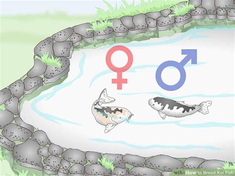How To Breed Koi Fish 15 Steps With Pictures Wikihow