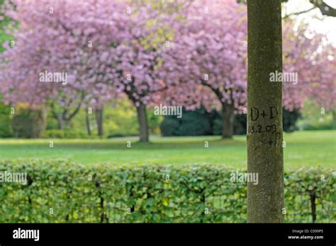 Initials Heart Carved Tree Hi Res Stock Photography And Images Alamy