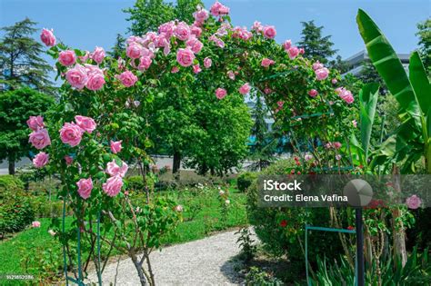 화창한 여름날에 푸른 하늘을 배경으로 꽃이 만발한 아름다운 꽃 핑크 장미의 아치 원예 꽃집 조경 개념 웨딩 디자인 꽃 식물에 대한 스톡 사진 및 기타 이미지 Istock