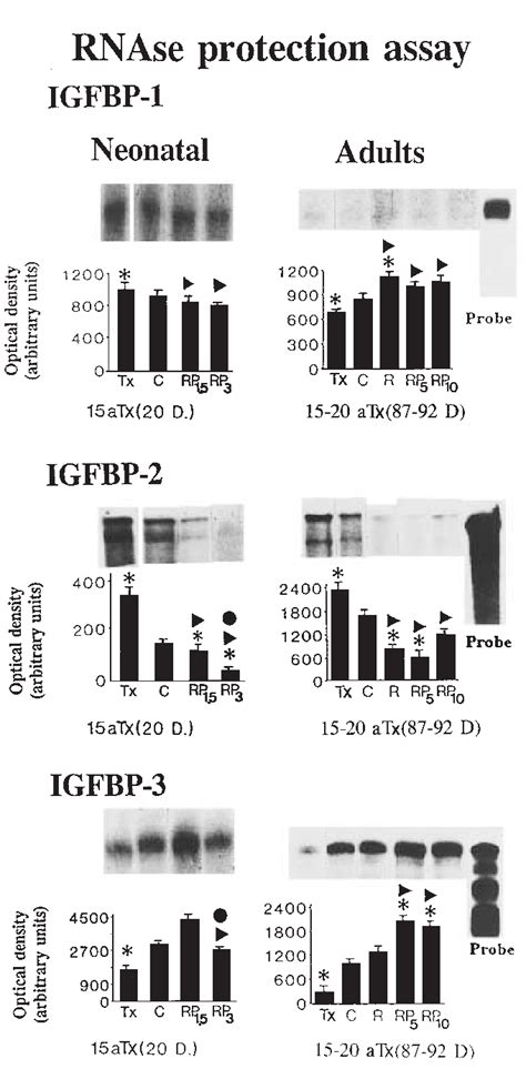 liver mrna expression of igfbp 1 igfbp 2 and igfbp 3 in neonatal and
