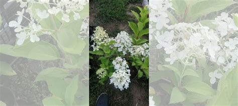 Гортензии древовидная и метельчатая купить в Перми | Товары для дома и ...