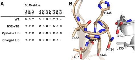 Library Design And The His 435 Loop A Alignment Of N3e Yte Mutations Download Scientific