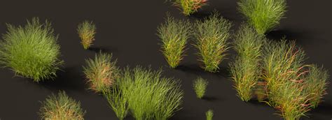 Panicum Virgatum Switch Grass Flippednormals