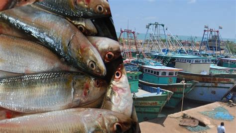 ക ട ലി ലും ചൂ ടേ റി കൂ ട്ട ത്തോ ടെ തീ രം വി ട്ട് മ ത്തിയും അ യ ലയും മാ ന്ത ലും ഡീ സ ൽ ചെ ല വി