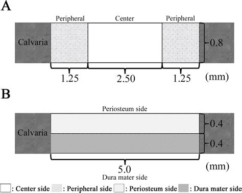 Schematic Representation Of The Rat Calvarial Critical Sized Bone