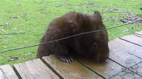 为什么袋熊排出的粪便是方形的？科学研究后：脑洞大开！ Youtube