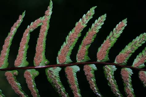 Asplenium Platyneuron Aspleniaceae
