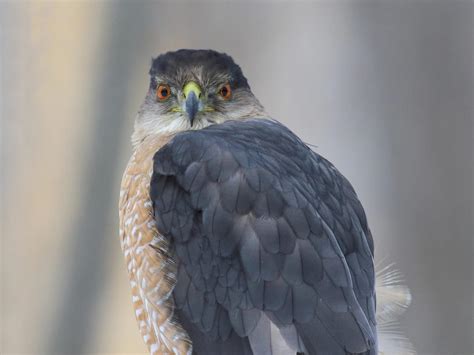 Cooper S Hawk Nesting All You Need To Know Birdfact