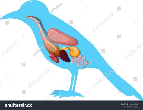 Internal Anatomy Bird Organs Illustration Stock Vector Royalty Free