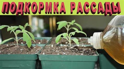 удобрения для помидор перца