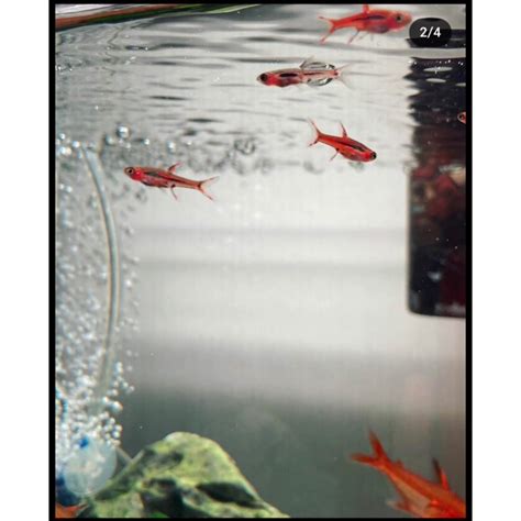 Jual Rasbora Brigittae Brigitae Shopee Indonesia