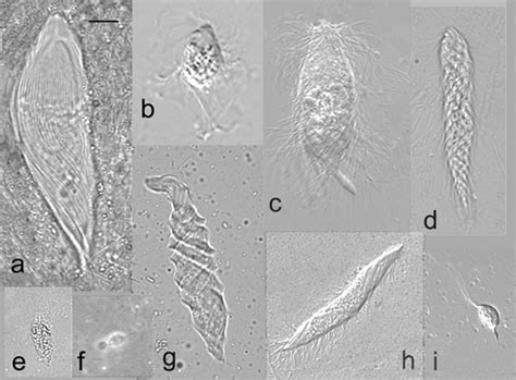 Trichonympha Under Microscope