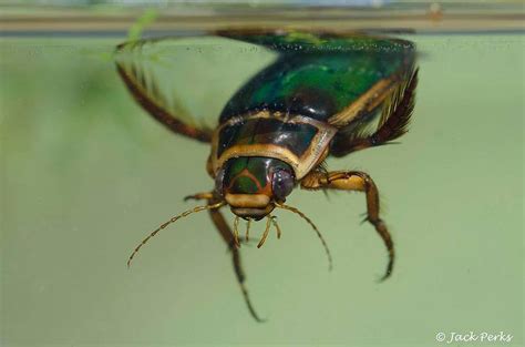 Grantham Canal Great Diving Beetle