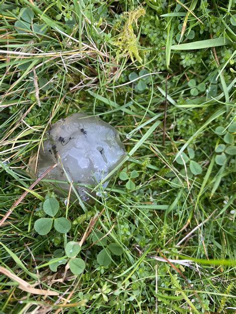 A Translucid Jelly Blob Slime Like Texture In Pasture Grassland… What