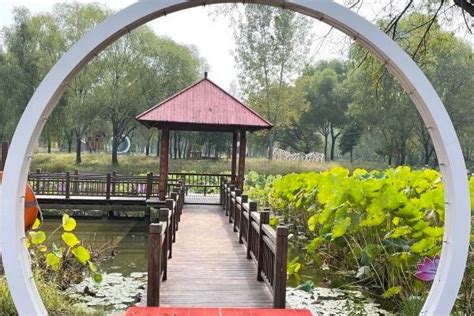 滕州微山湖红荷湿地玻璃桥介绍旅泊网