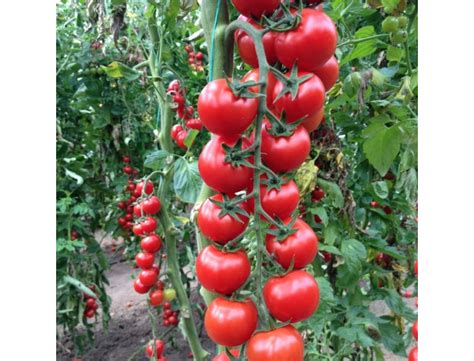 Насіння Томату Сакура F1 черрі купити за 60 00 грн Rastim