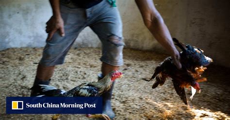 Cuba Publishes New Animal Welfare Law But Cockfights And Religious