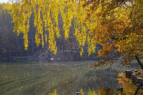 Trees Branches With Bright Yellow Leaves Hang Over The Pond Stock Image