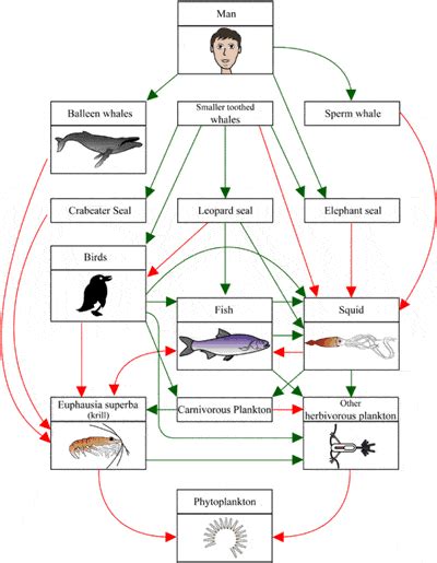 Gudu Ngiseng Blog Food Chain Squid