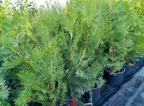 Изтучна туя Thuja Orientalis Цветя декоративни растения