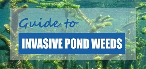 Submerged Freshwater Aquatic Plants Identification