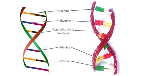 Make A Candy Dna Model Stem Activity