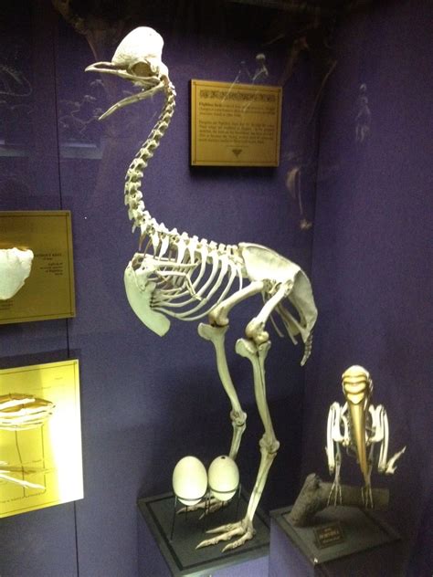 Cassowary Skeleton