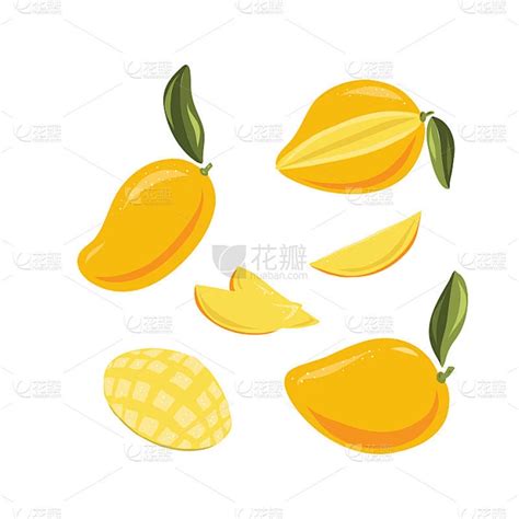 带叶子的成熟多汁芒果的矢量食物插图。切成小块，切片和整个水果。用黄色和橙色手绘。素材 花瓣网