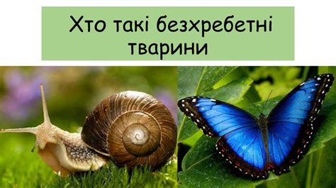 Хто такі безхребетні тварини презентация онлайн
