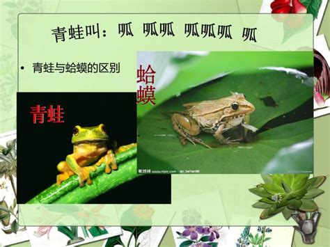 小学唱歌 数蛤蟆课前预习ppt课件 教习网课件下载