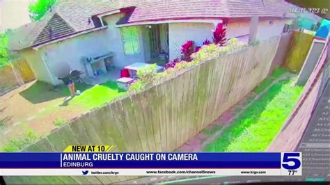 Juvenile Facing Animal Cruelty Charge Following ‘social Media Attention