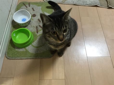 食べすぎな猫。ロミちゃん食べすぎ発覚！ ノラから家猫〜ロミちゃん〜 猫が家族の日常