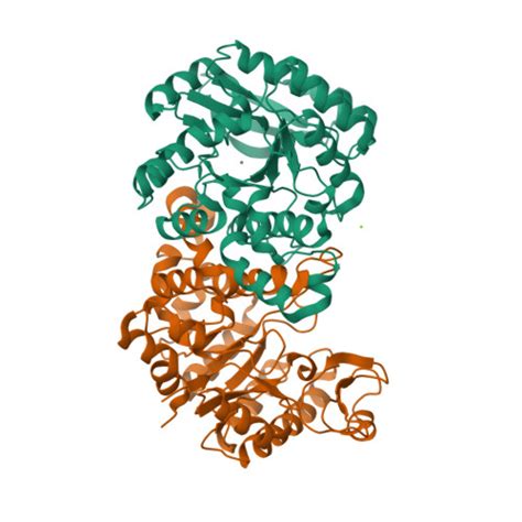 PDB 2HBV | Chain CRYSTAL STRUCTURE OF ALPHA-AMINO-BETA-CARBOXYMUCONATE ...
