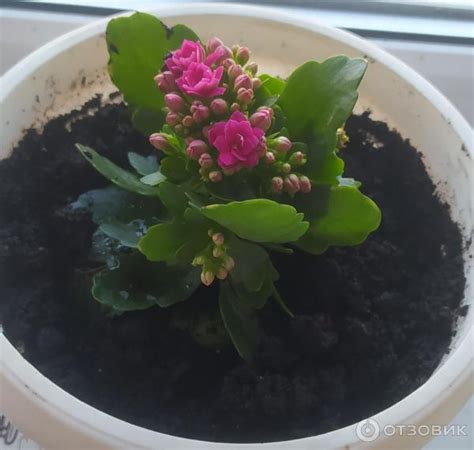 Отзыв о Каланхоэ мини микс Grin Какой милый цветочек
