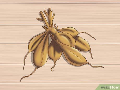 How To Care For Dahlias With Pictures WikiHow Life