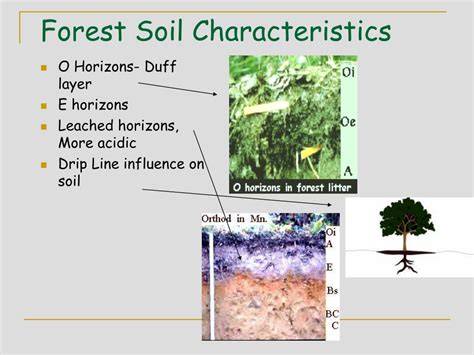 Ppt Lecture B Writing Soil Profile Descriptions And Forest Soils