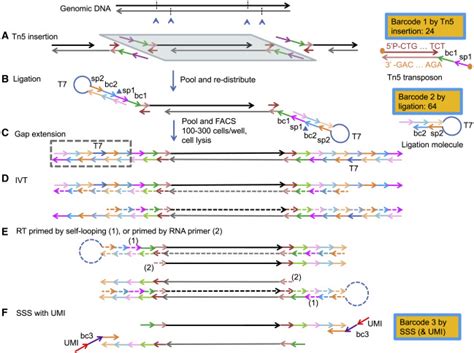 High Throughput Single Cell Sequencing With Linear Amplification Molecular Cell